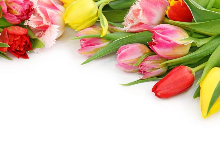 National Flower Of Netherlands: Tray Of Jewel Tulip - Plantisima