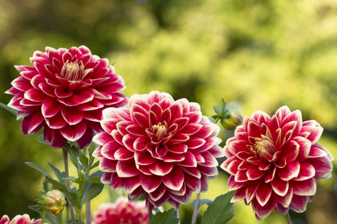 National Flower Of Mexico: Peony Flowered Dahlias - Plantisima