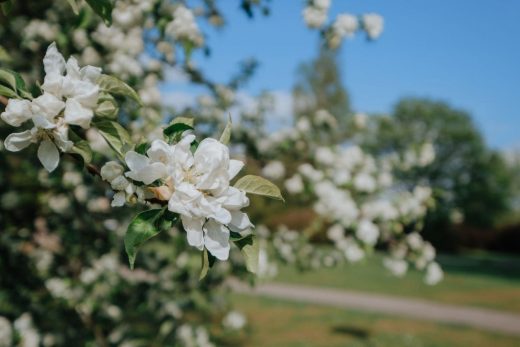 Spring Snow Crabapple: Dash Of Winter In Your Yard During Springtime ...