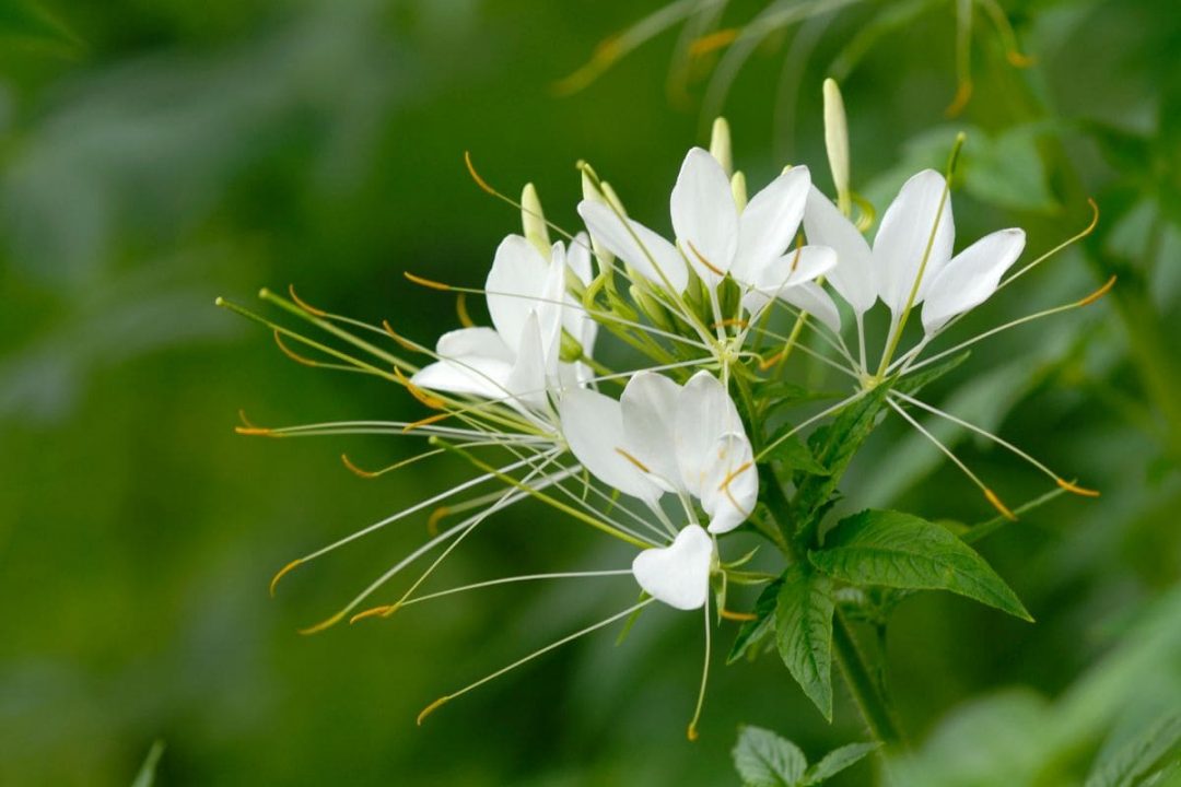 National Flower Of Cuba - Beautiful Butterfly Jasmine - Plantisima