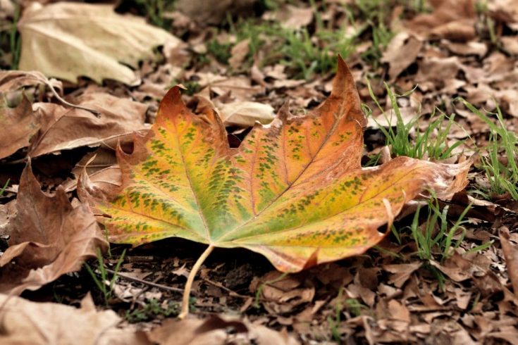 Learn All On How Long Does It Take For Leaves To Decompose - Plantisima