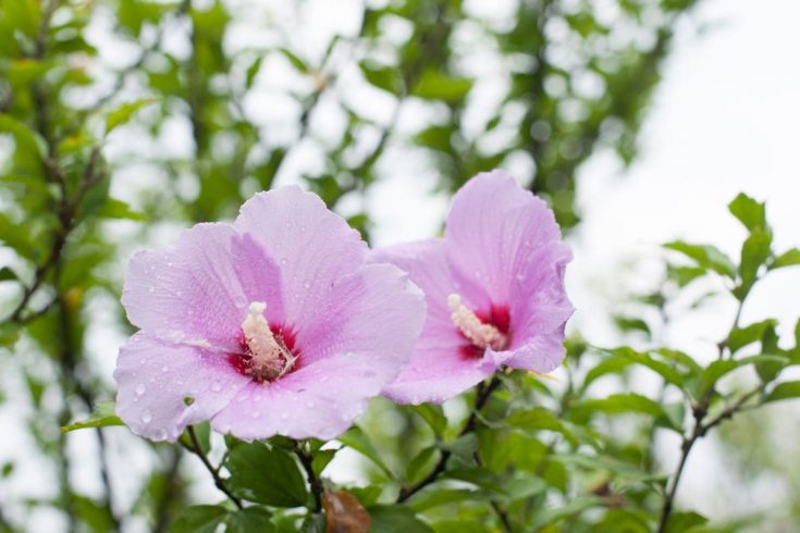 National Flower Of Korea: Blooms Of Hibiscus Syriacus - Plantisima