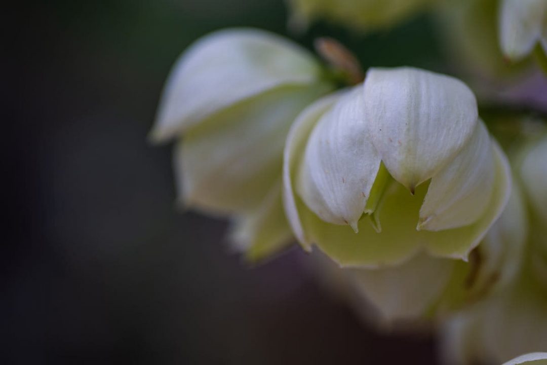 National Flower Of El Salvador: Flor De Izote - Plantisima