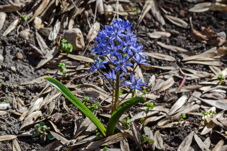 Don’t Miss Out on These 9 Gorgeous Bulb Flower Types for Your Garden