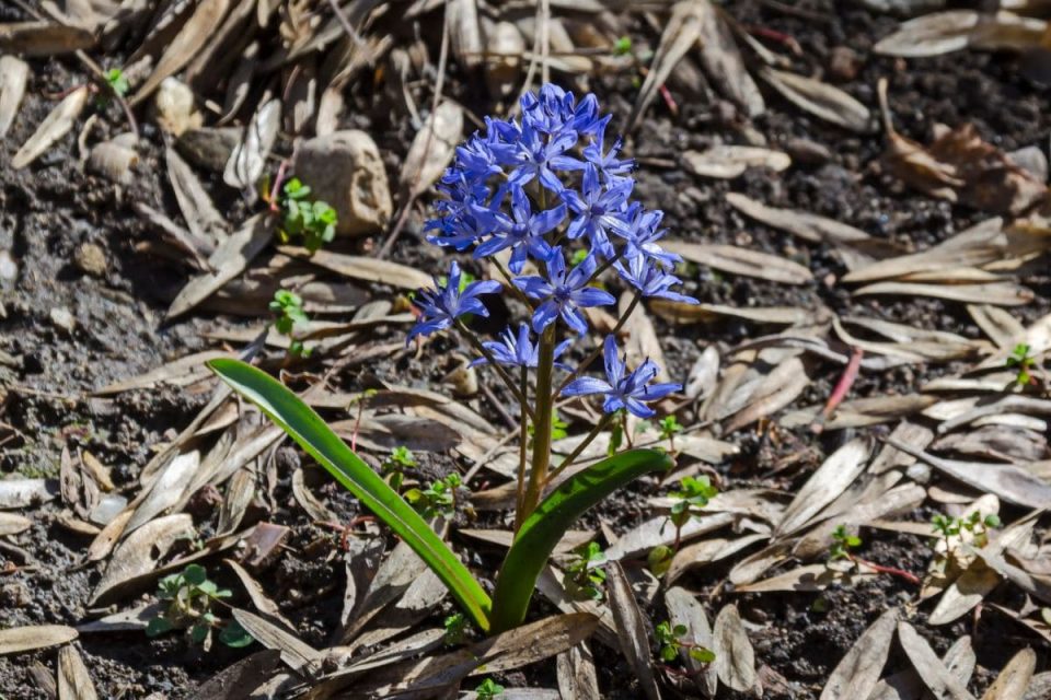 Don’t Miss Out on These 9 Gorgeous Bulb Flower Types for Your Garden