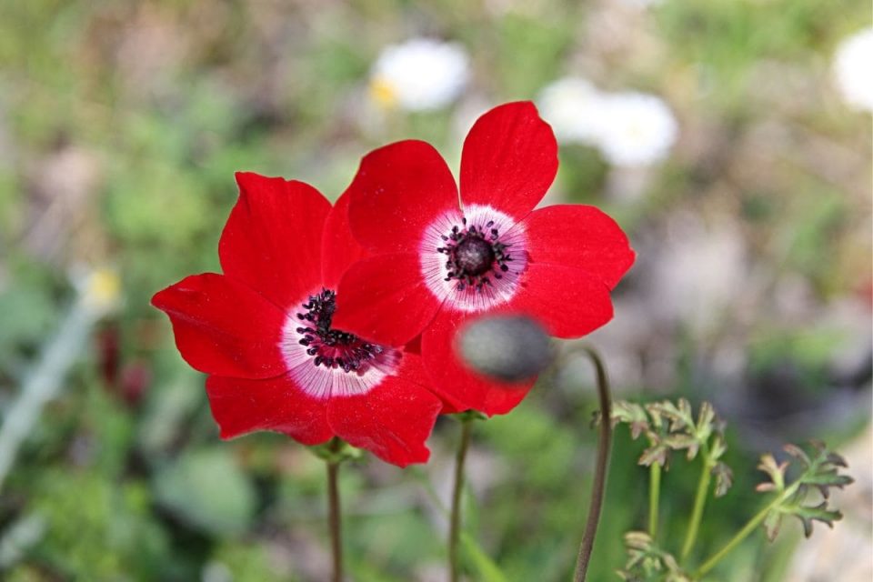 15 Flowers From Greek Mythology and Their Ancient Stories