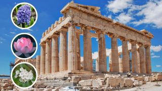 15 Flowers From Greek Mythology and Their Ancient Stories - Plantisima