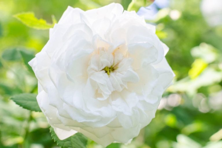 White Rose Meaning In Relationship: Pure Rosa Alba - Plantisima