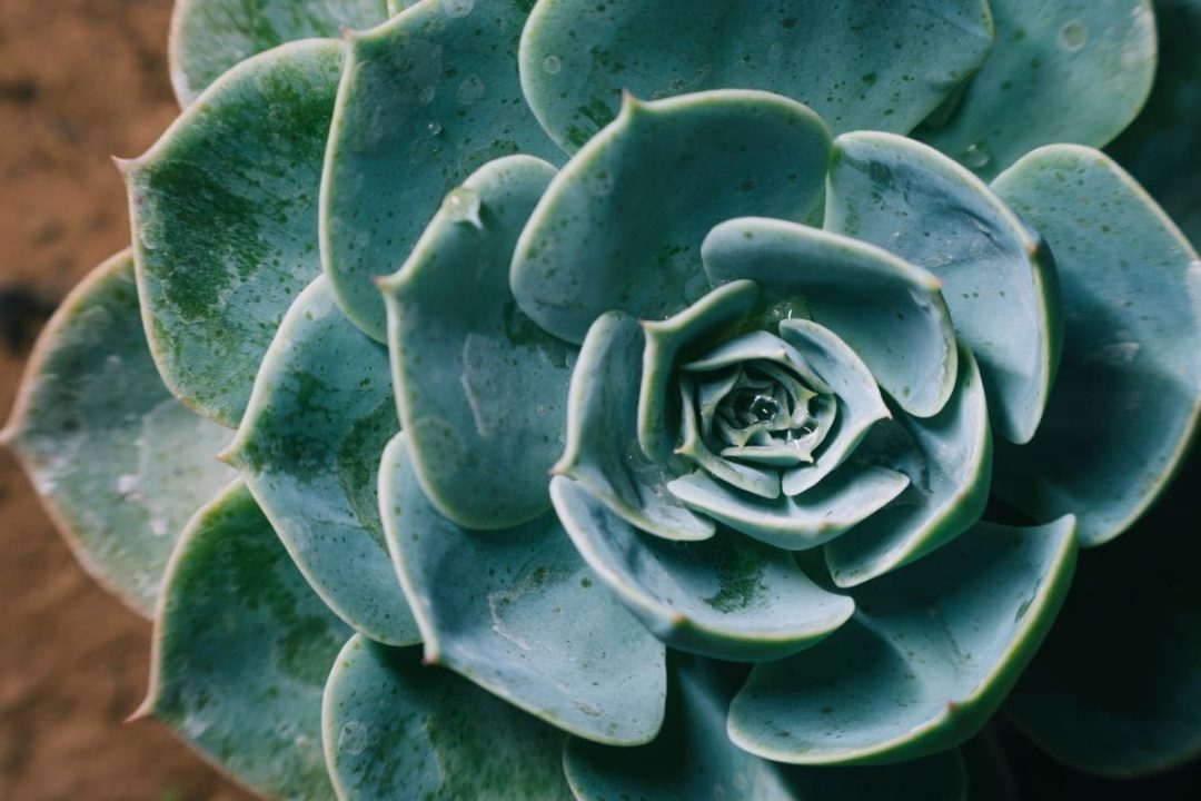 How Big Can Succulents Grow? Tips to Help Them Reach Their Full Size ...