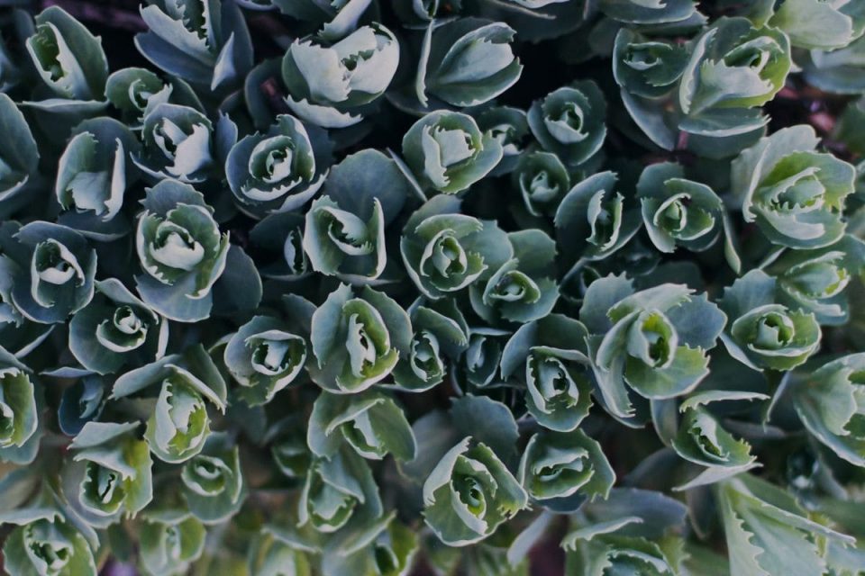 How Big Can Succulents Grow? Tips to Help Them Reach Their Full Size ...