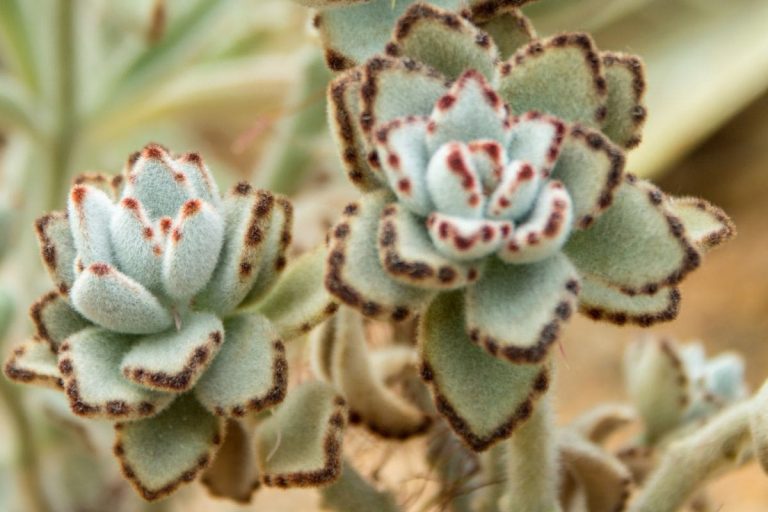 Fuzzy Flowers: 7 Incredible Fuzzy Blooms You'll Love - Plantisima