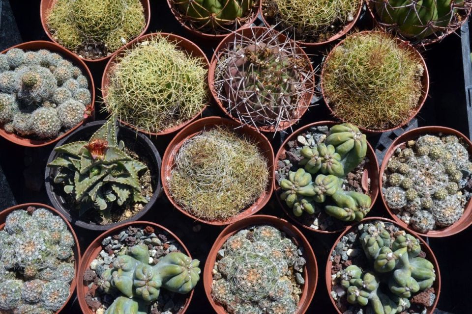 How Big Can Succulents Grow? Tips to Help Them Reach Their Full Size ...