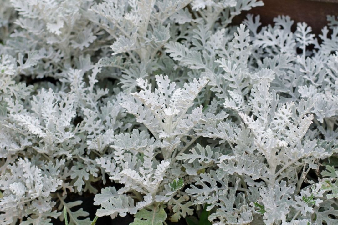 Fuzzy Flowers: 7 Incredible Fuzzy Blooms You'll Love - Plantisima