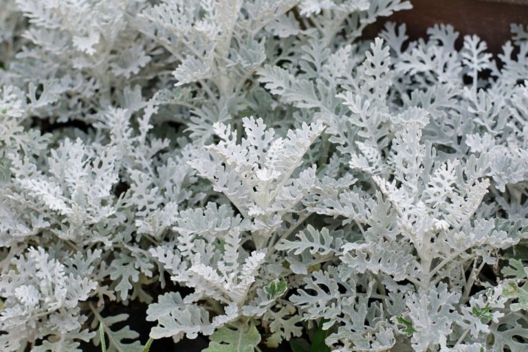 Fuzzy Flowers: 7 Incredible Fuzzy Blooms You'll Love - Plantisima