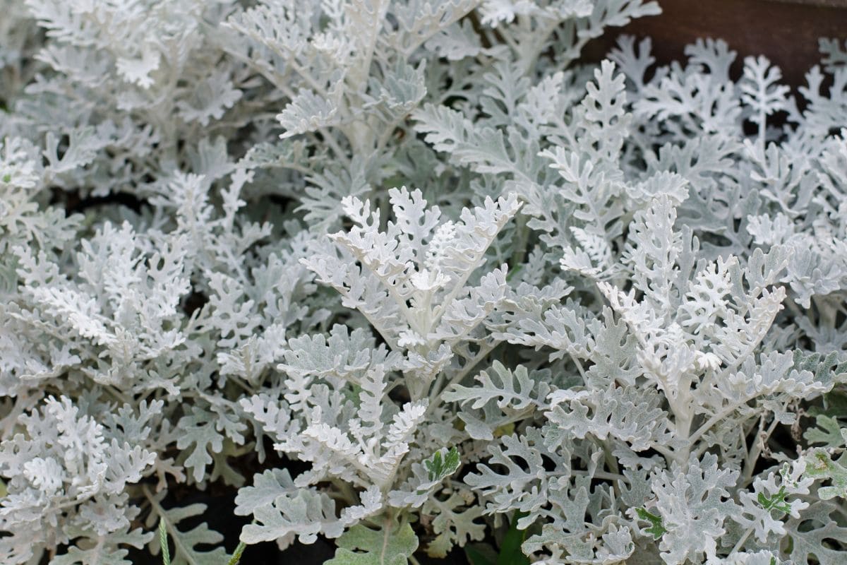 Fuzzy Flowers: 7 Incredible Fuzzy Blooms You'll Love - Plantisima