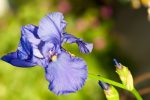 Don’t Miss Out on These 9 Gorgeous Bulb Flower Types for Your Garden