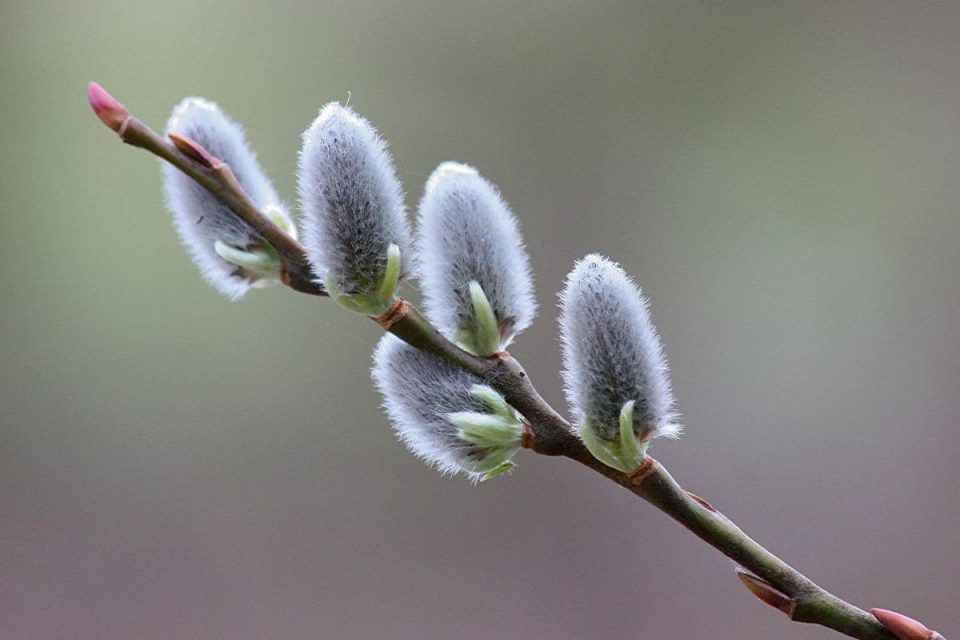 Fuzzy Flowers: 7 Incredible Fuzzy Blooms You'll Love - Plantisima