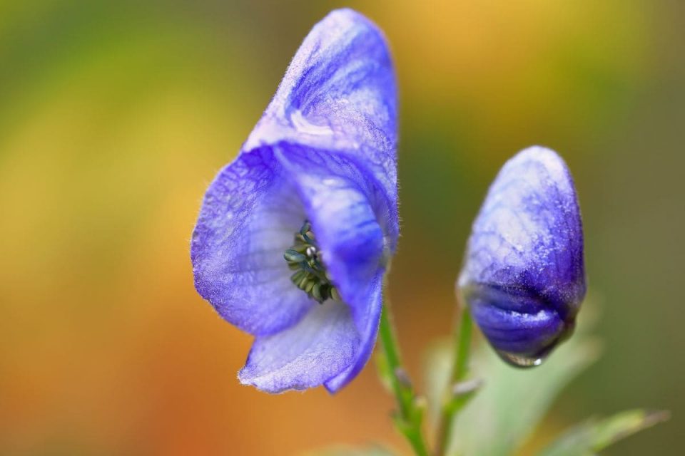 15 Flowers From Greek Mythology and Their Ancient Stories