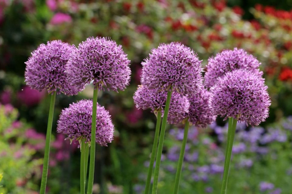 Don’t Miss Out on These 9 Gorgeous Bulb Flower Types for Your Garden