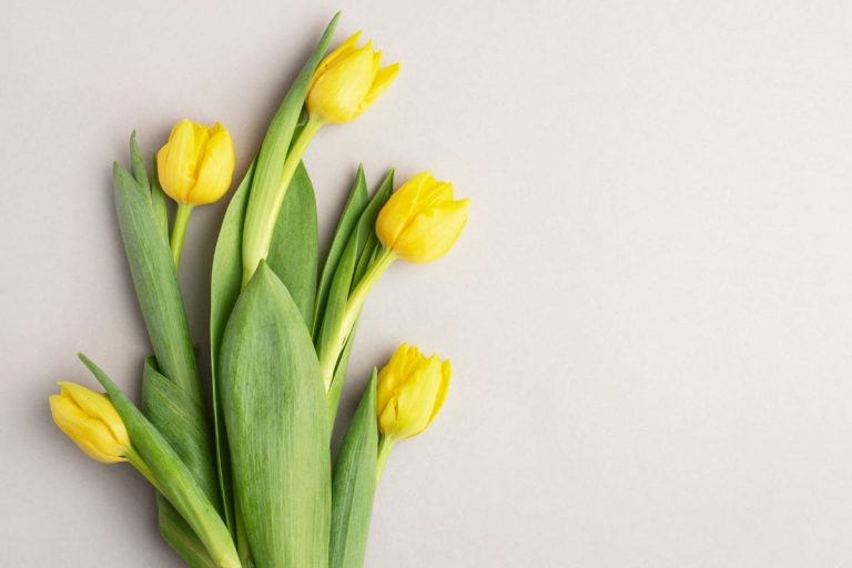 91 Tulip Quotes For All The Tulips Lovers - Plantisima