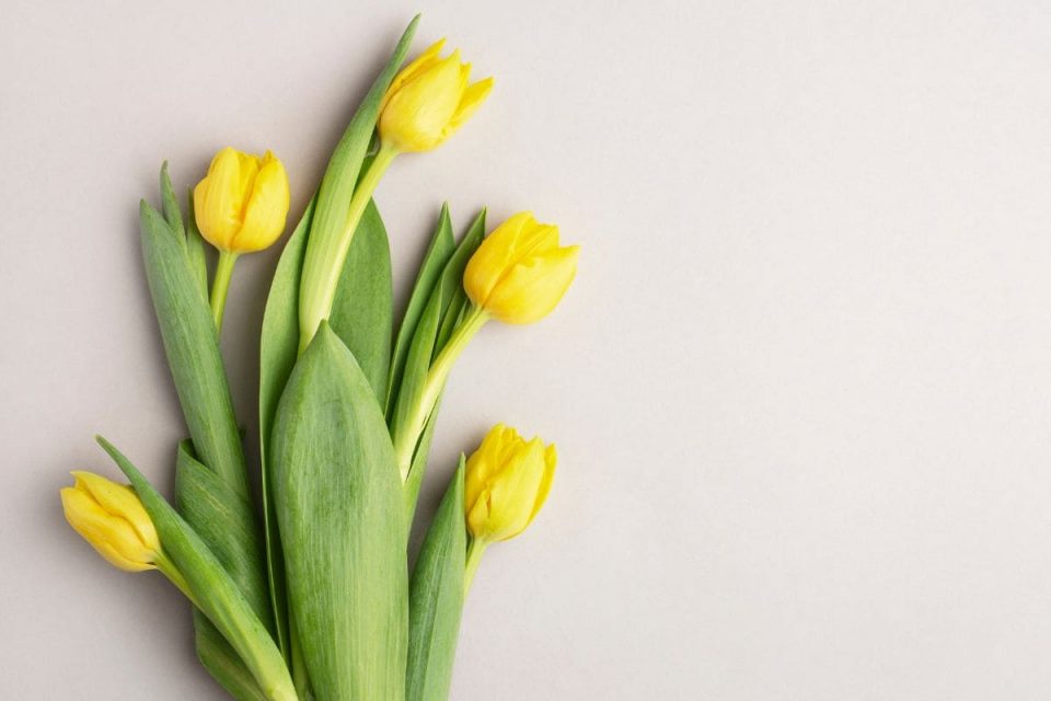 91 Tulip Quotes For All The Tulips Lovers - Plantisima