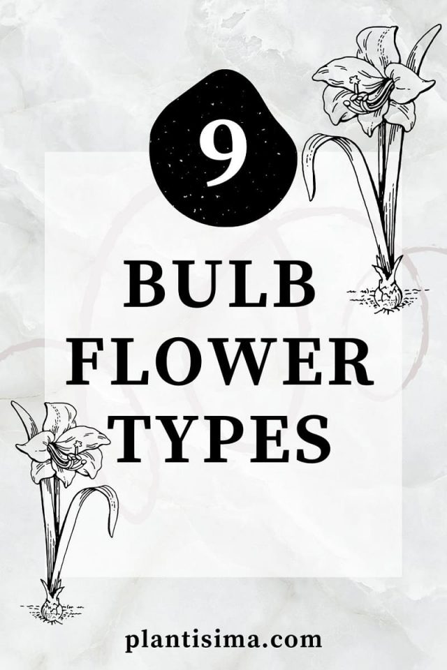 Bulb Flower Types: 9 Herbaceous Flowering Plants - Plantisima