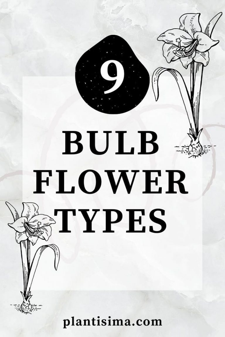 Bulb Flower Types: 9 Herbaceous Flowering Plants - Plantisima