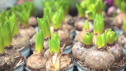 Don’t Miss Out on These 9 Gorgeous Bulb Flower Types for Your Garden