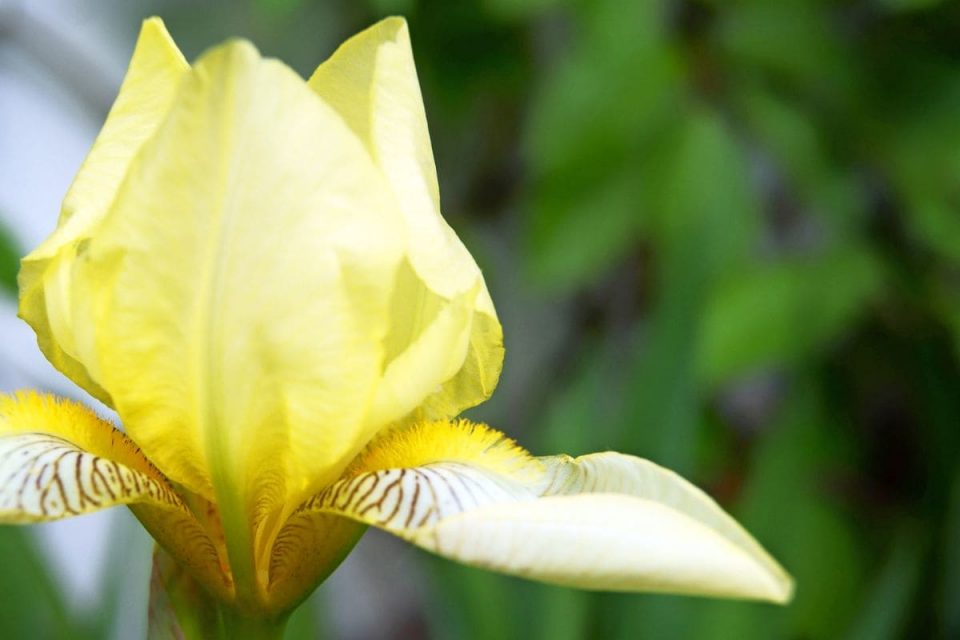 Unveiling the Mystery Behind France’s National Flower, the Fleur De Lis
