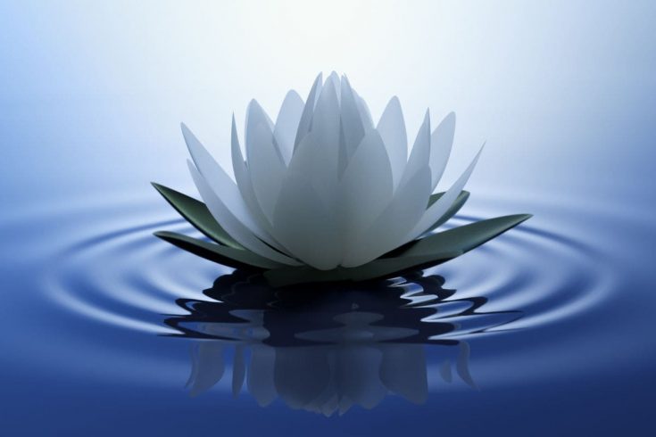 National Flower Of Vietnam: Rebirth Lotus Flower - Plantisima