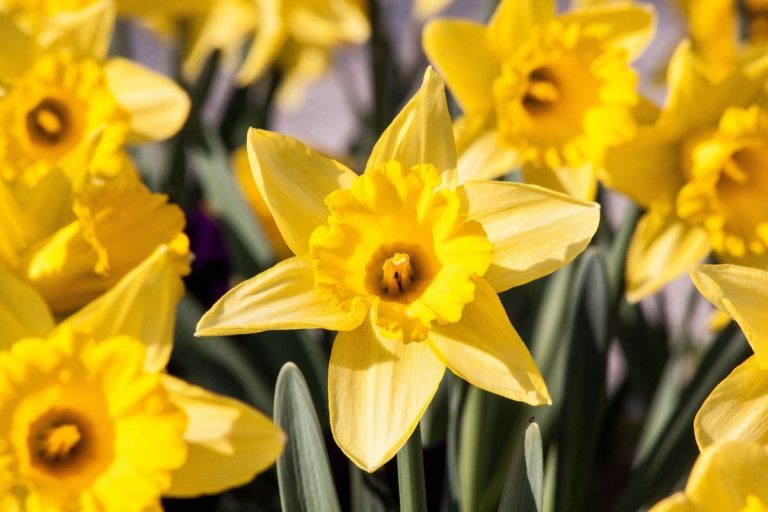 The Best 7 Flowers for Gemini to Match Their Dynamic Energy - Plantisima