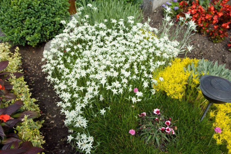 The Deep Symbolism of Edelweiss a Beloved Wild White Flower - Plantisima