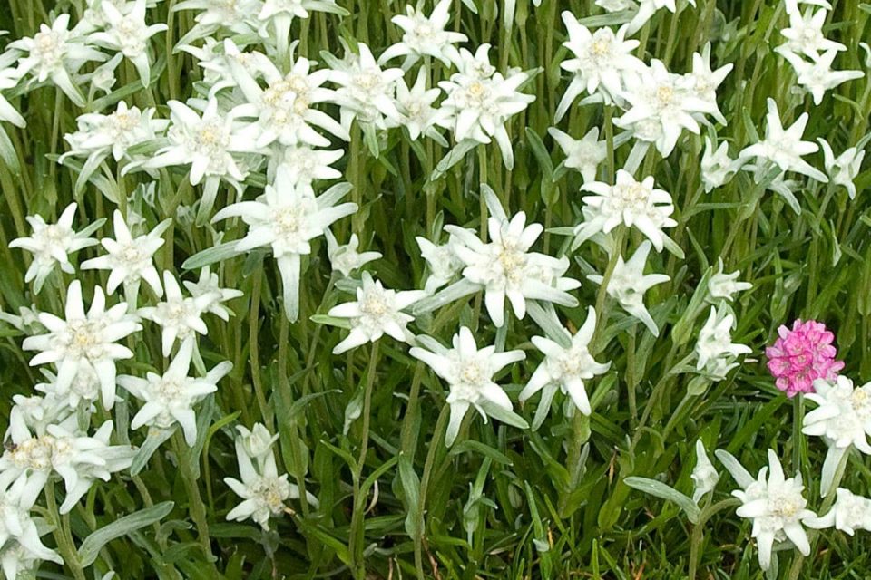 The Deep Symbolism of Edelweiss a Beloved Wild White Flower - Plantisima