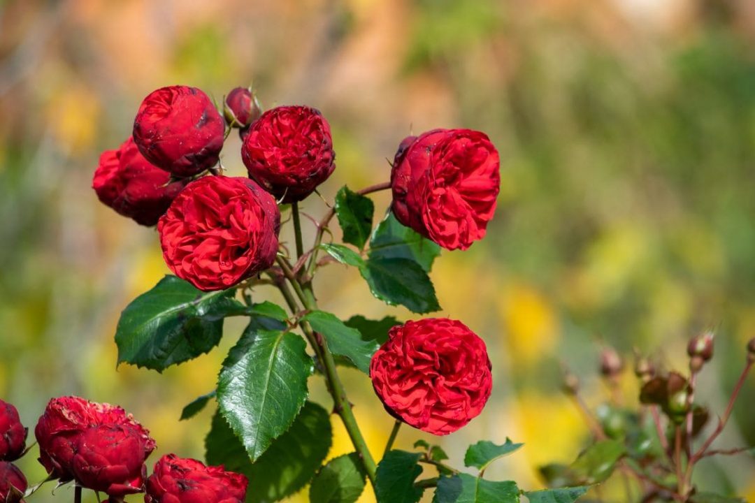 Red Roses and Their Deep Meaning in Love and Relationships - Plantisima