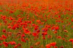 National Flower Of Poland: Red Poppies Petals