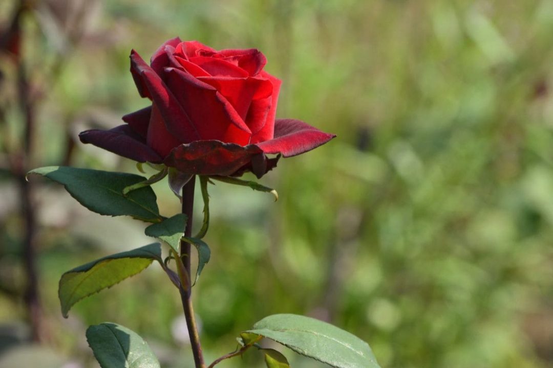 Red Roses and Their Deep Meaning in Love and Relationships - Plantisima