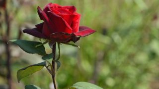 Here’s How ‘Rose’ Is Said in 92 Languages Around the World - Plantisima