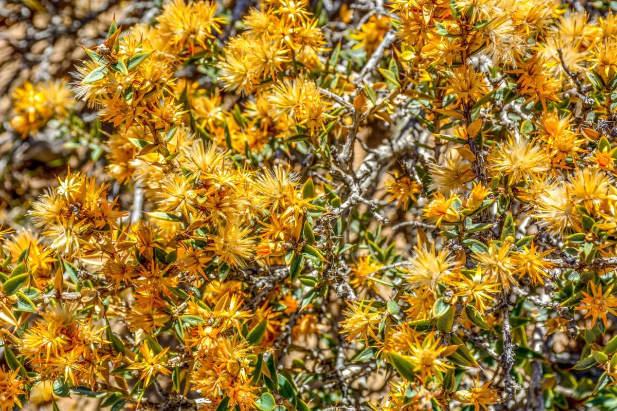 National Flower Of Ecuador: Native Ecuadorian Chuquiraga
