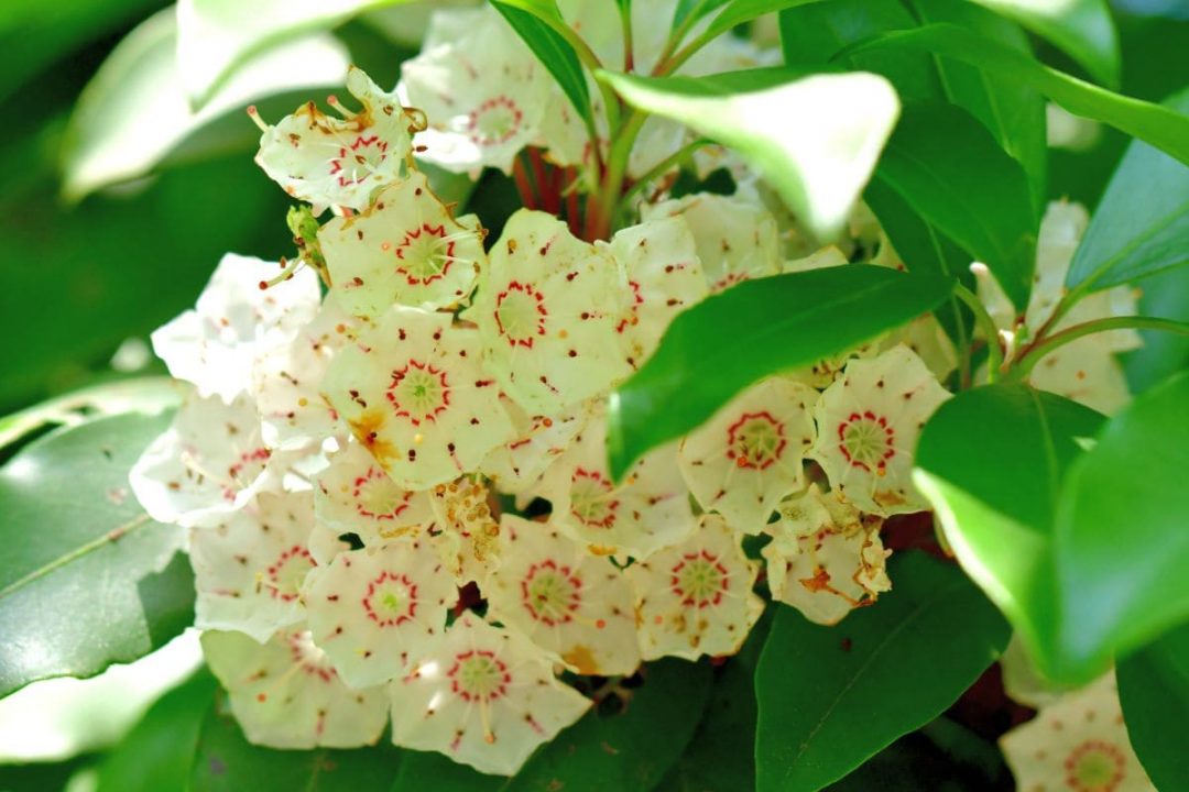 National Flower Of Greece: Wild Lands Of Laurel Flowers - Plantisima
