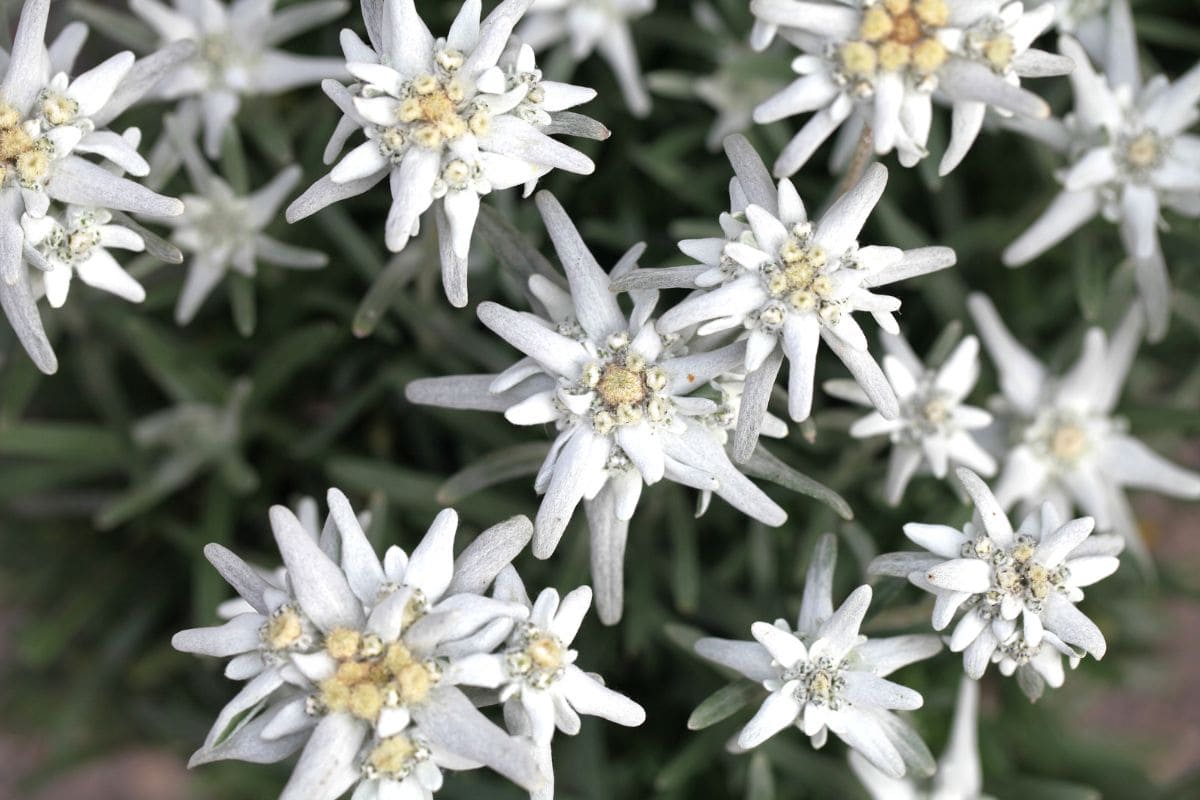 The Deep Symbolism of Edelweiss a Beloved Wild White Flower - Plantisima