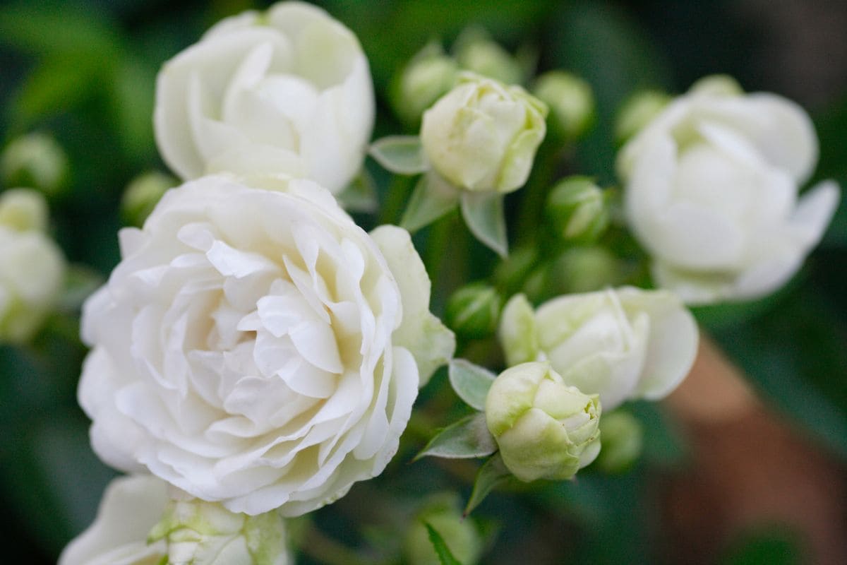 National Flower Of England: Red White Tudor Rose - Plantisima