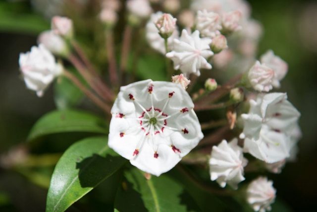 National Flower Of Greece: Wild Lands Of Laurel Flowers - Plantisima