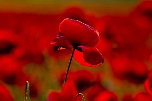 National Flower Of Poland: Red Poppies Petals