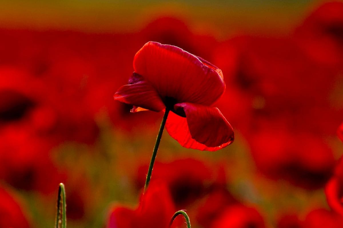 National Flower Of Poland: Red Poppies Petals