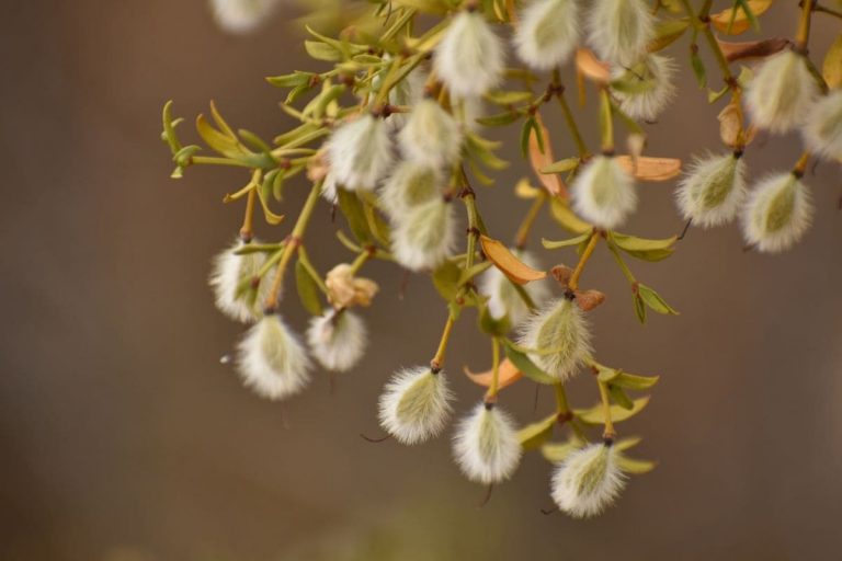 Fuzzy Flowers: 7 Incredible Fuzzy Blooms You'll Love - Plantisima