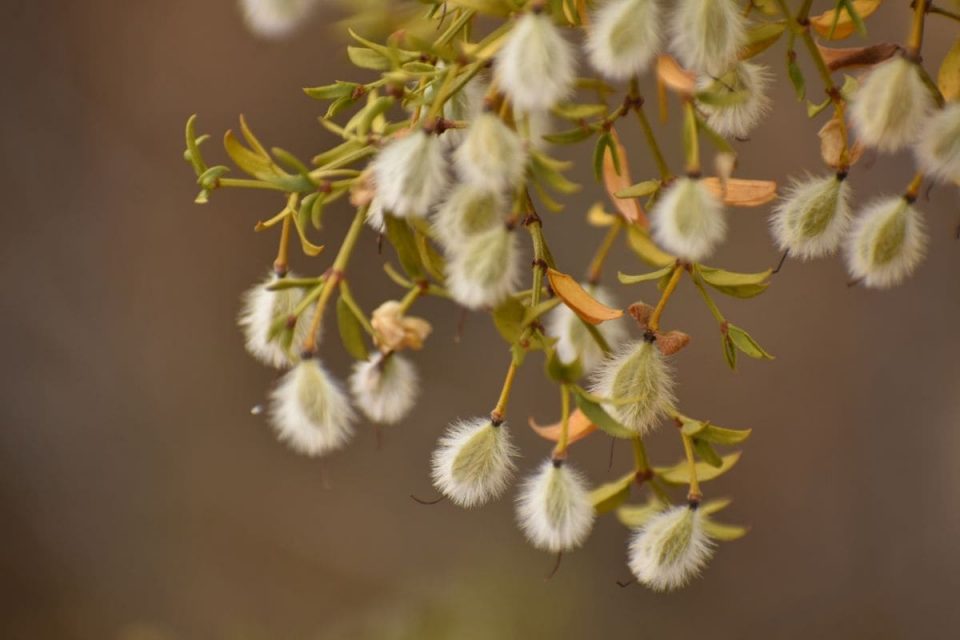 Fuzzy Flowers: 7 Incredible Fuzzy Blooms You'll Love - Plantisima