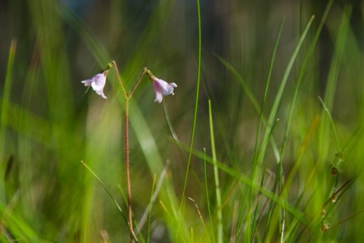 National Flower Of Sweden: Pink Twinflower Linnea
