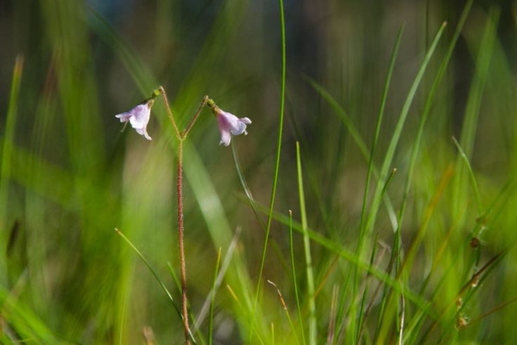 National Flower Of Sweden: Pink Twinflower Linnea - Plantisima