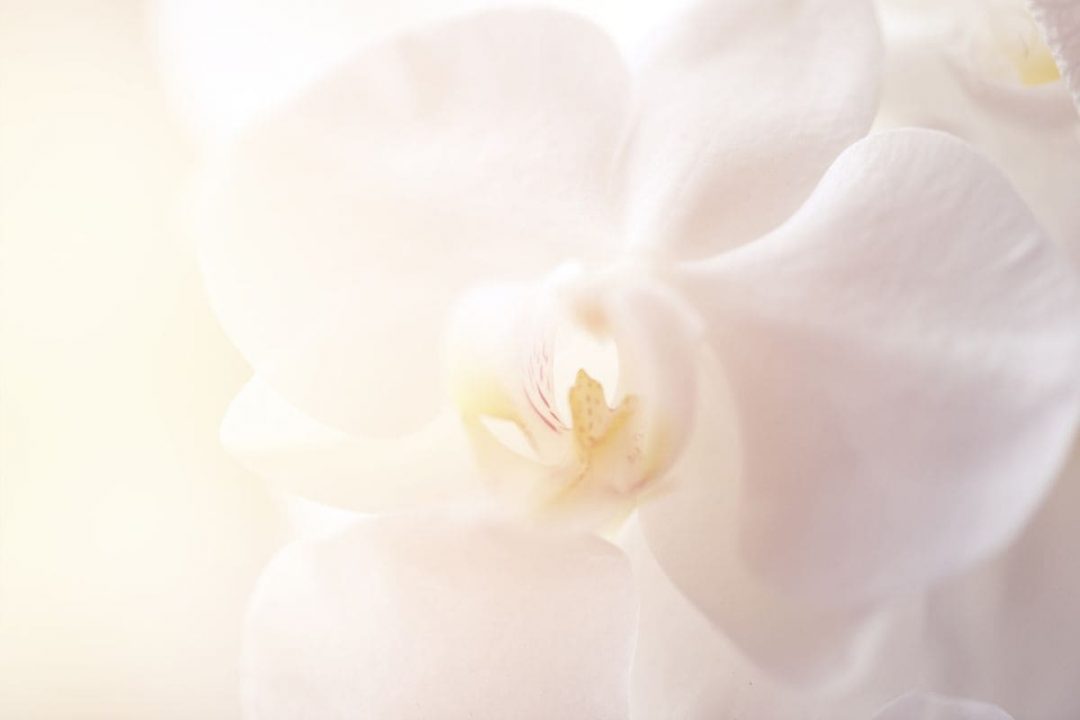 National Flower Of Guatemala: White Nun Orchid - Plantisima