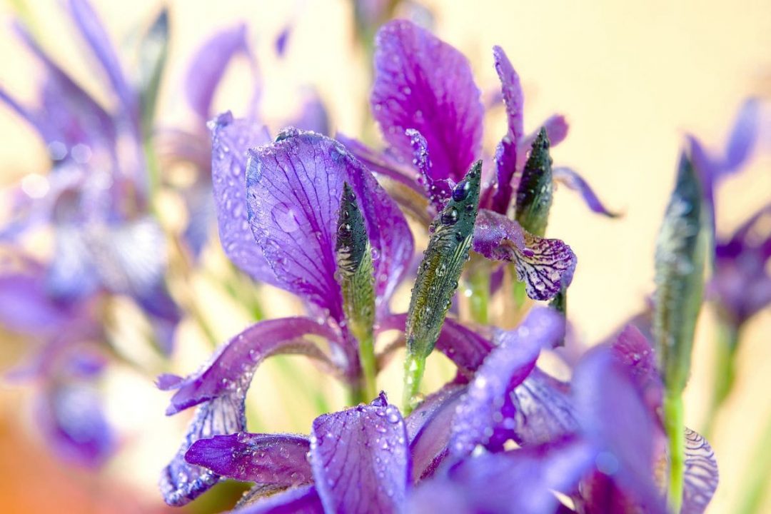 Unveiling the Mystery Behind France’s National Flower, the Fleur De Lis
